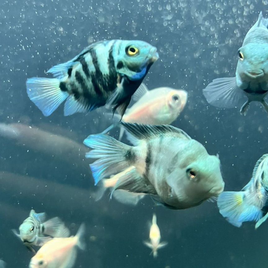 Тернеция белая, попугай сапфировый