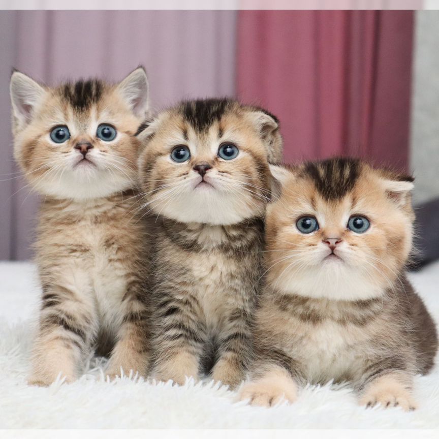 Шотландский вислоухий короткошёрстный котёнок