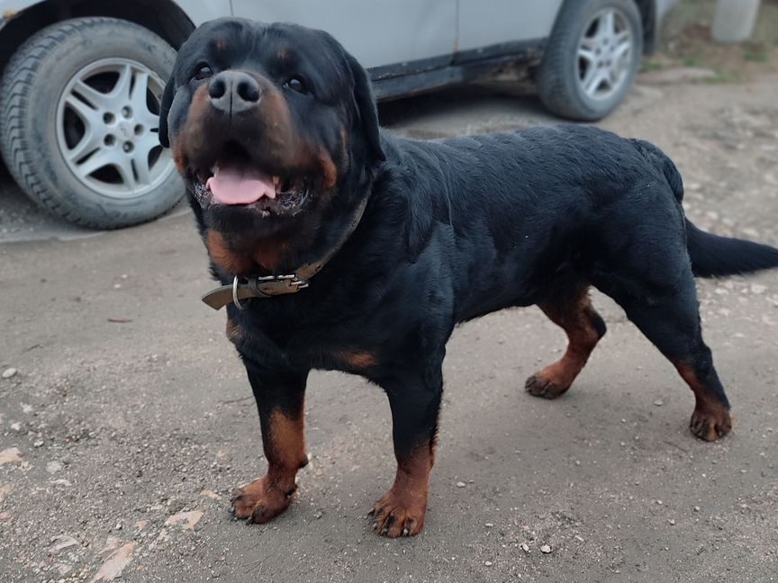 Щенки ротвейлера 15р
