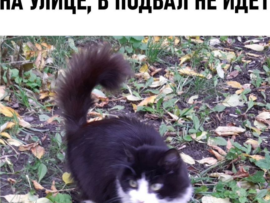 Очень ласковая под кустом