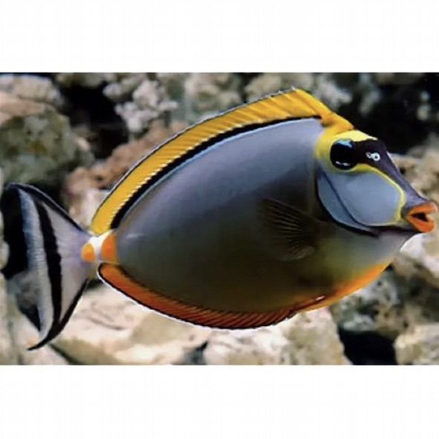 Морские рыбки больших размеров L-XL