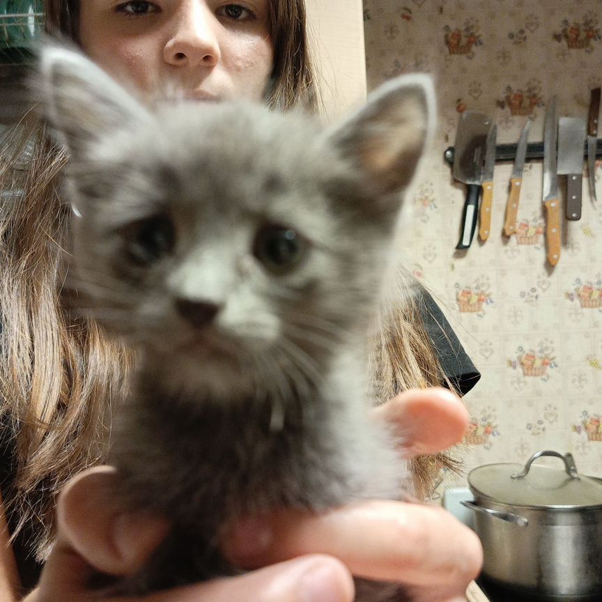 Котята добрые послушные 2месяца здоровые бодрые