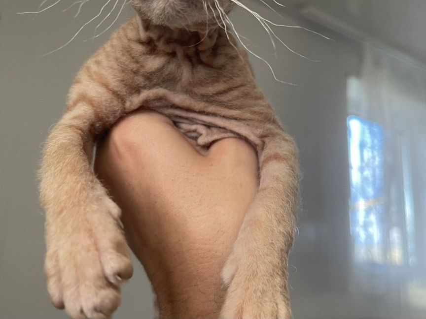 Кот котенок корнишь рекс