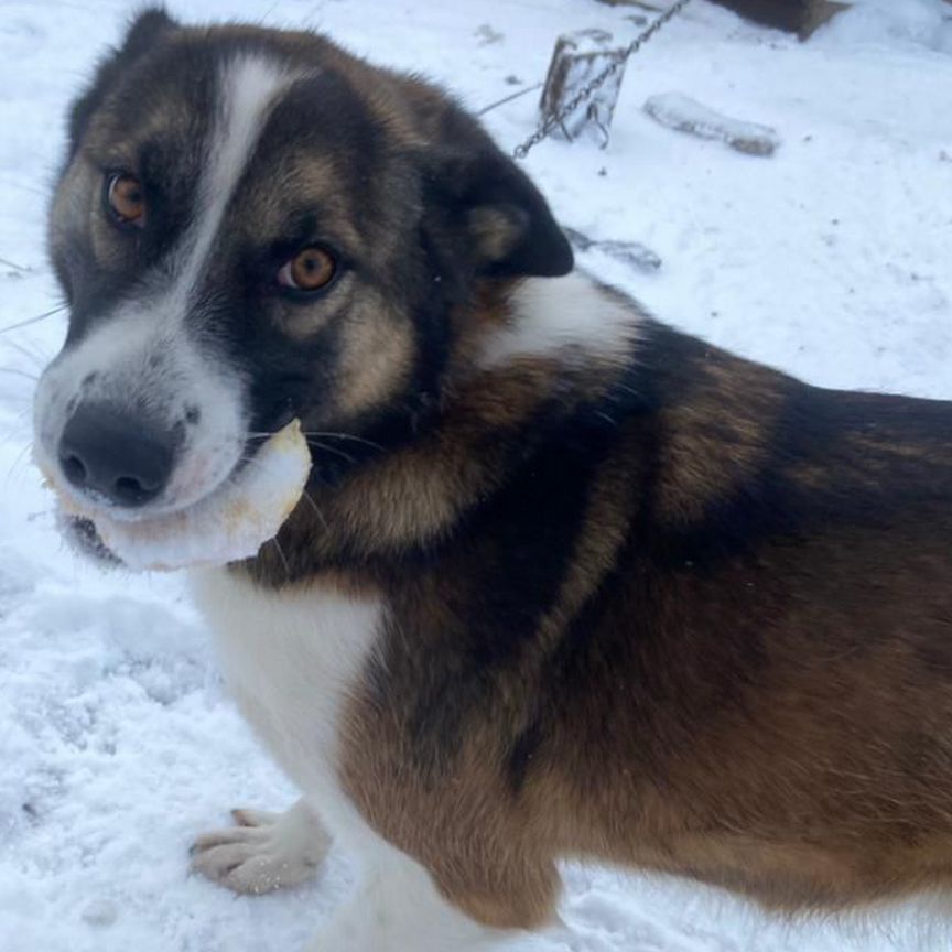 Взрослая собака в добрые руки