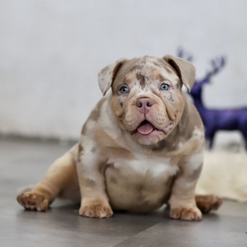 Американский булли, щенок