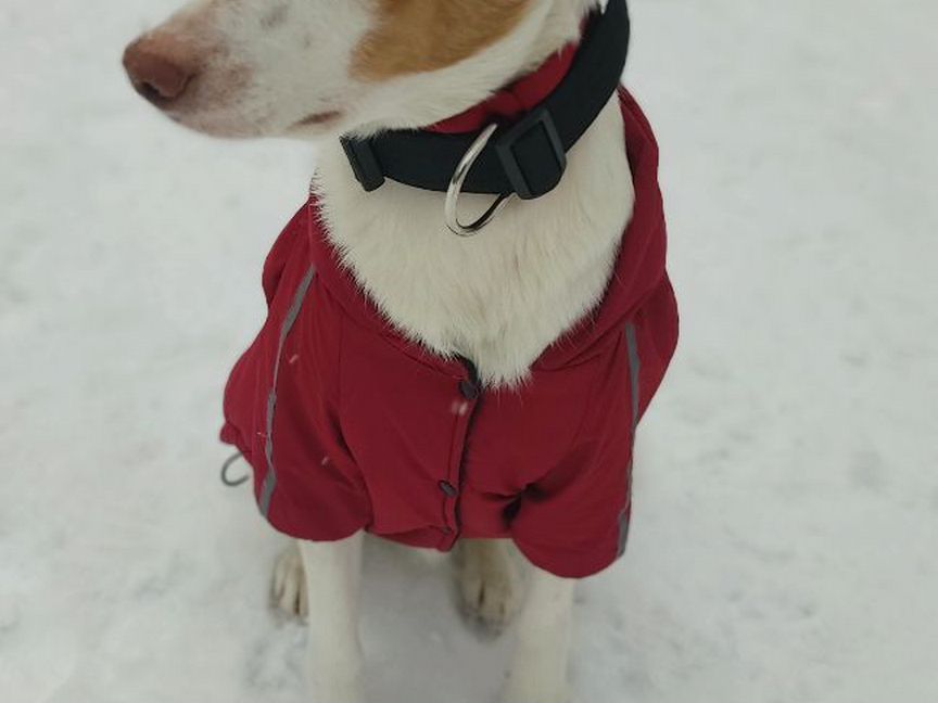 Куртка для средних собак