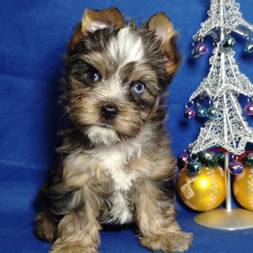 Бивер-йоркширский терьер, щенок