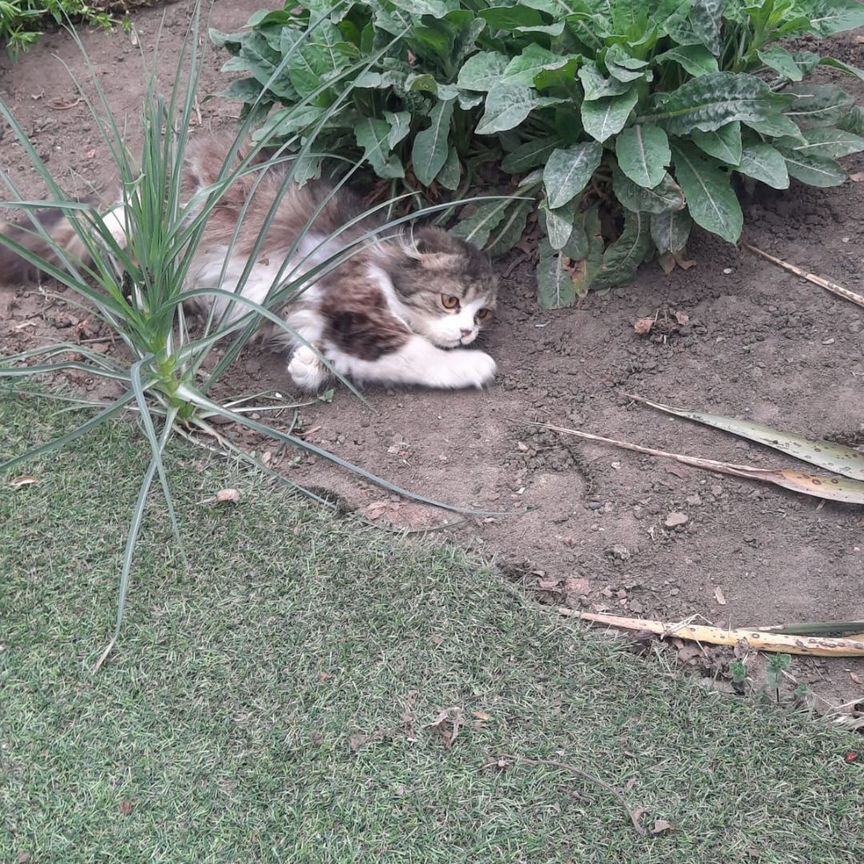 Прибилась молодая кошечка,похоже породистая