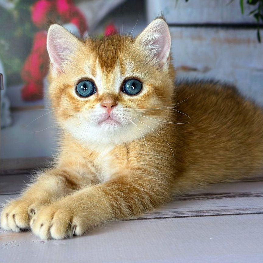 Шотландский котёнок Золотая шиншилла