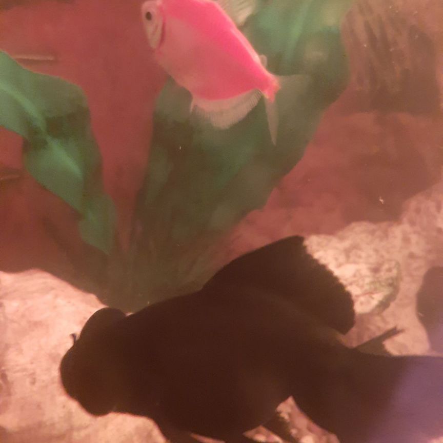 Отдам бесплатно рыбки