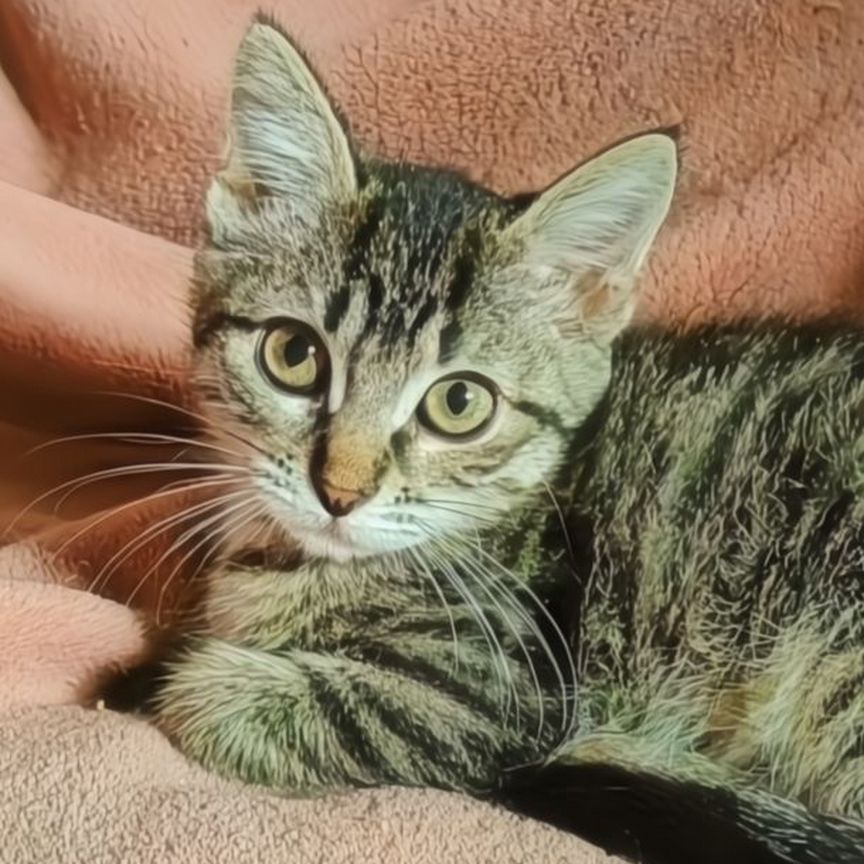 Европейский короткошёрстный котёнок