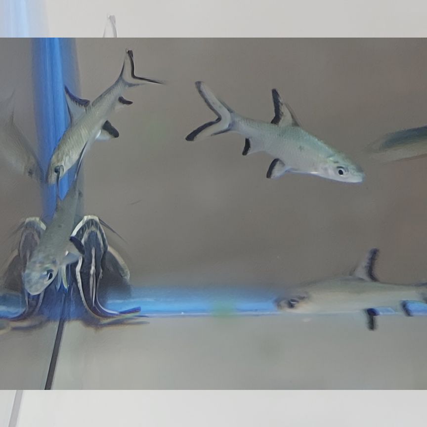 Рыбки акулий балу в ассортименте кантемировская