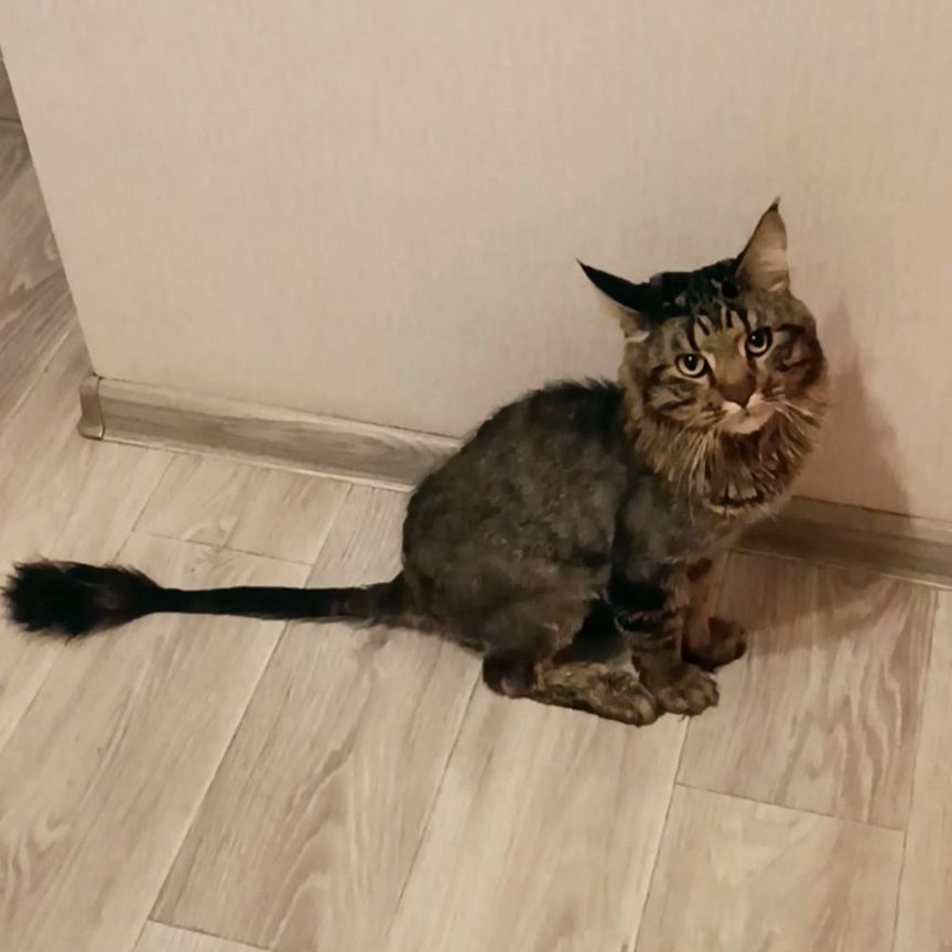 Отдам кота в добрые руки