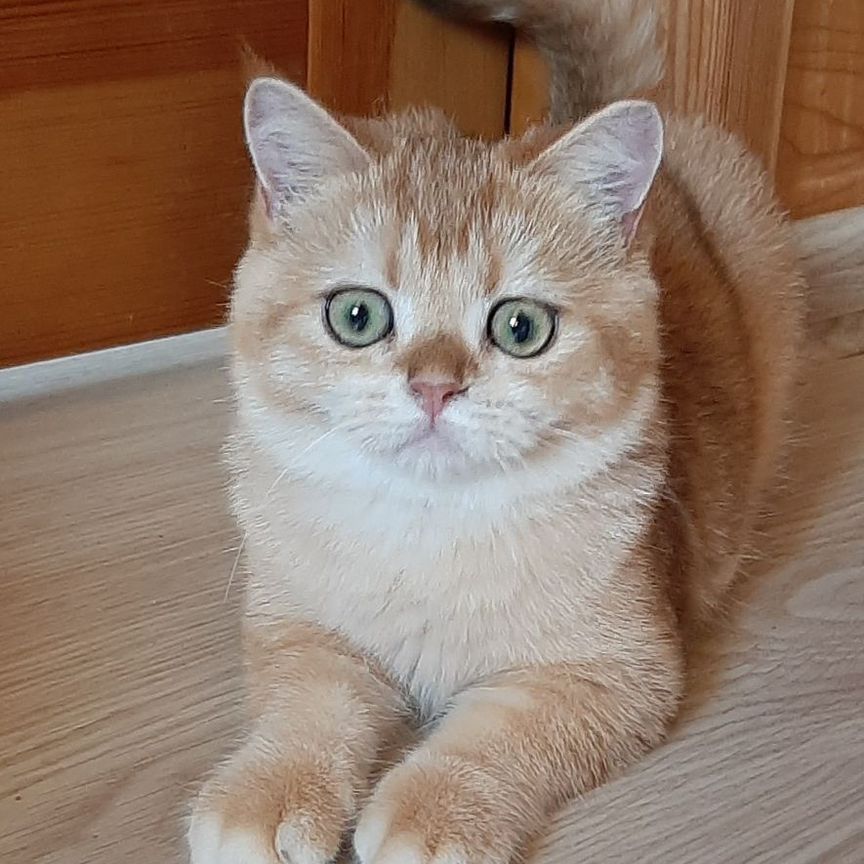 Девочка Катюша, яркое модное золото ny12