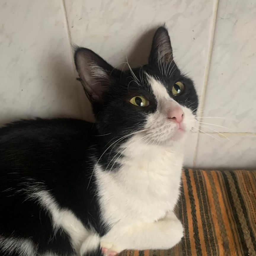 Котики ласковые ищут дом, выселяют