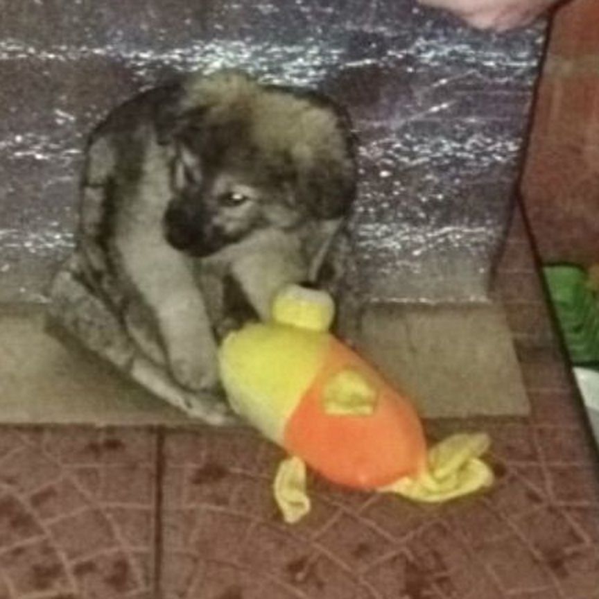 Щенок в добрые руки