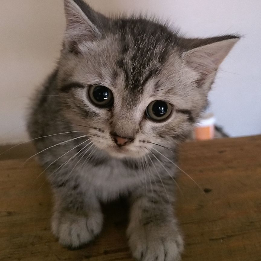 Шотландский прямоухий короткошёрстный котёнок