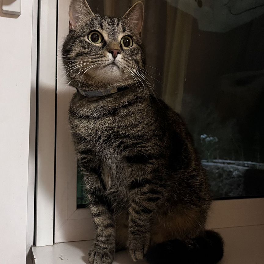 Котята отдам бесплатно