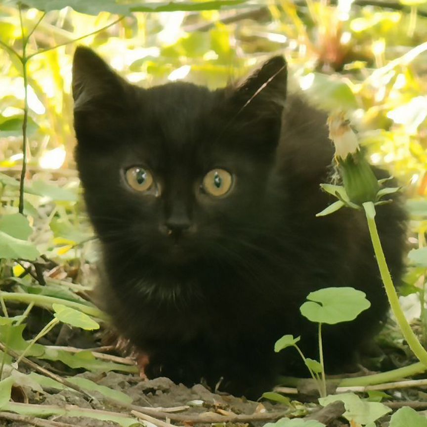 Котёнок в добрые руки