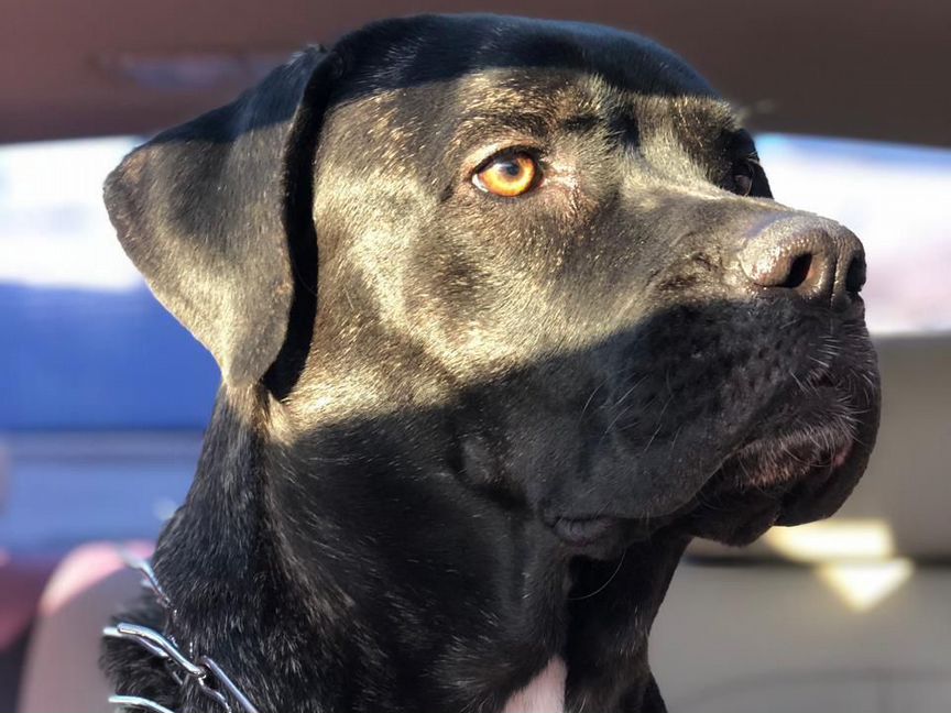 Собака в добрые руки Кане Корсо