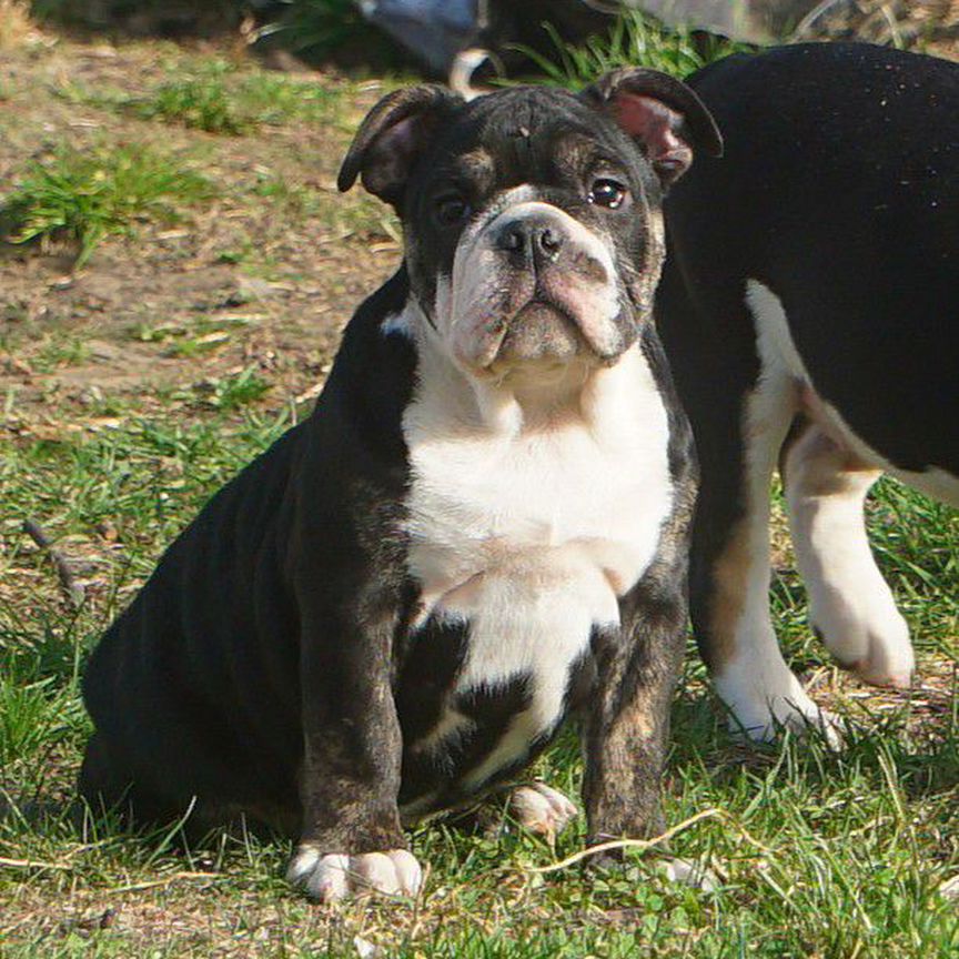 Английский бульдог