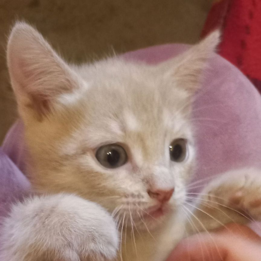 Котенок в добрые руки