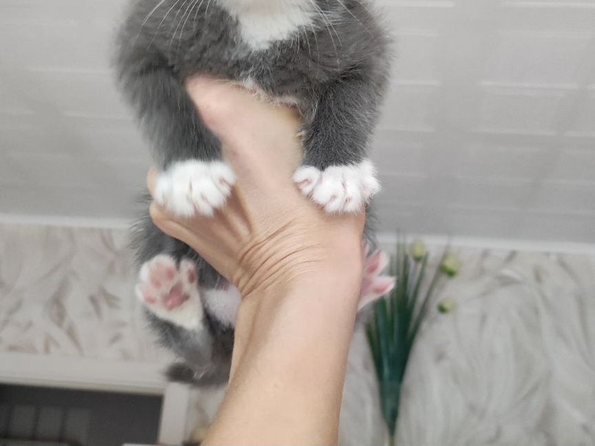 Очень милый котик месяца 1.5 ищет хозяев