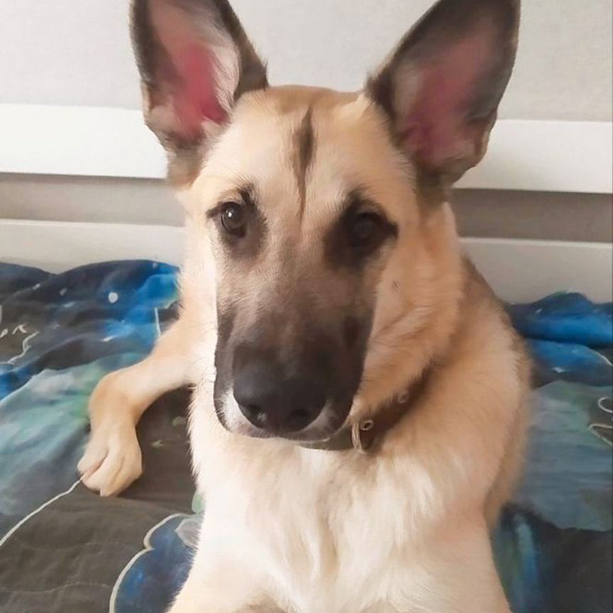 Щенок подросток В добрые руки