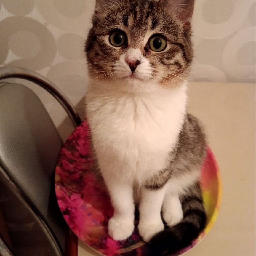 Котенок 3.5 мес