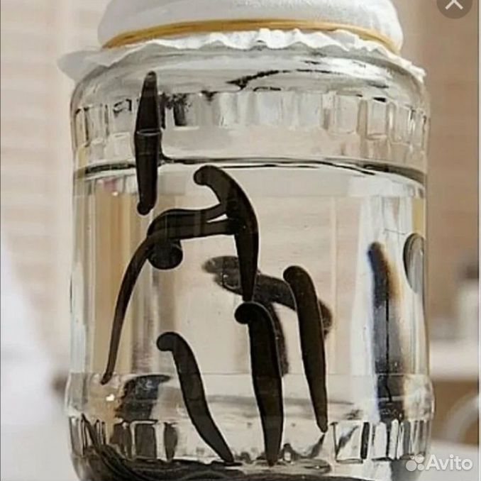 Пиявки медицинские