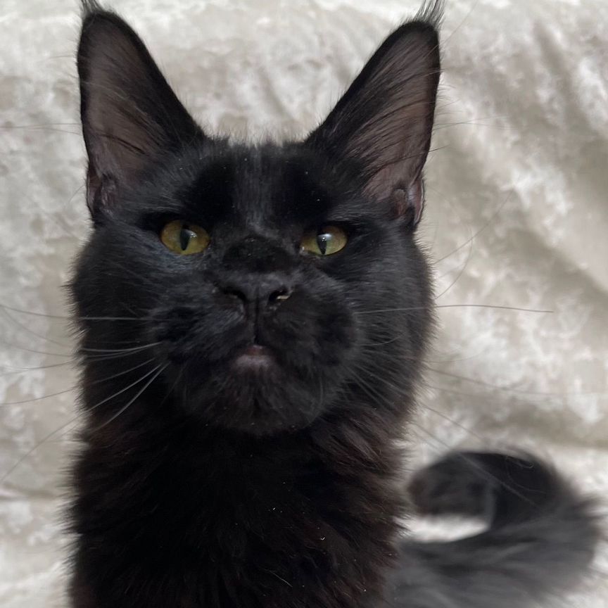 Мейн-кун котёнок