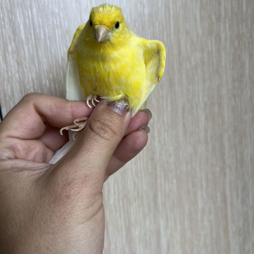 Кенар певчий, канарейка