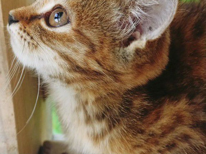 Котенок