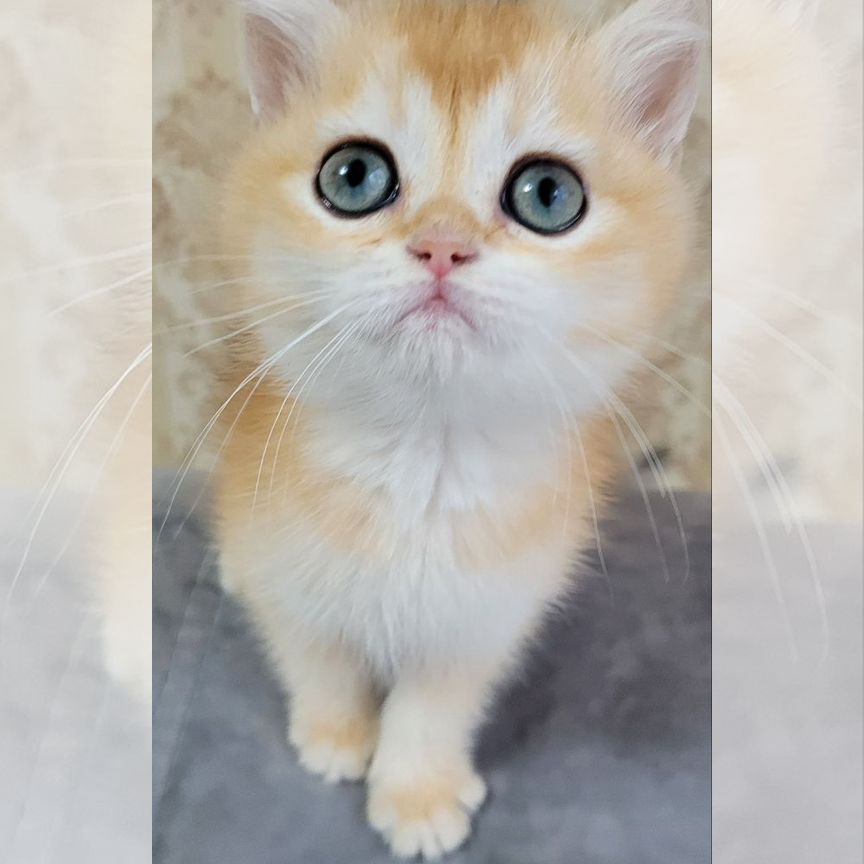 Британские котята золотая шиншилла