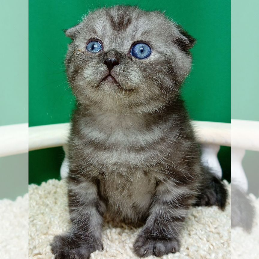 Шотландский прямоухий короткошёрстный котёнок