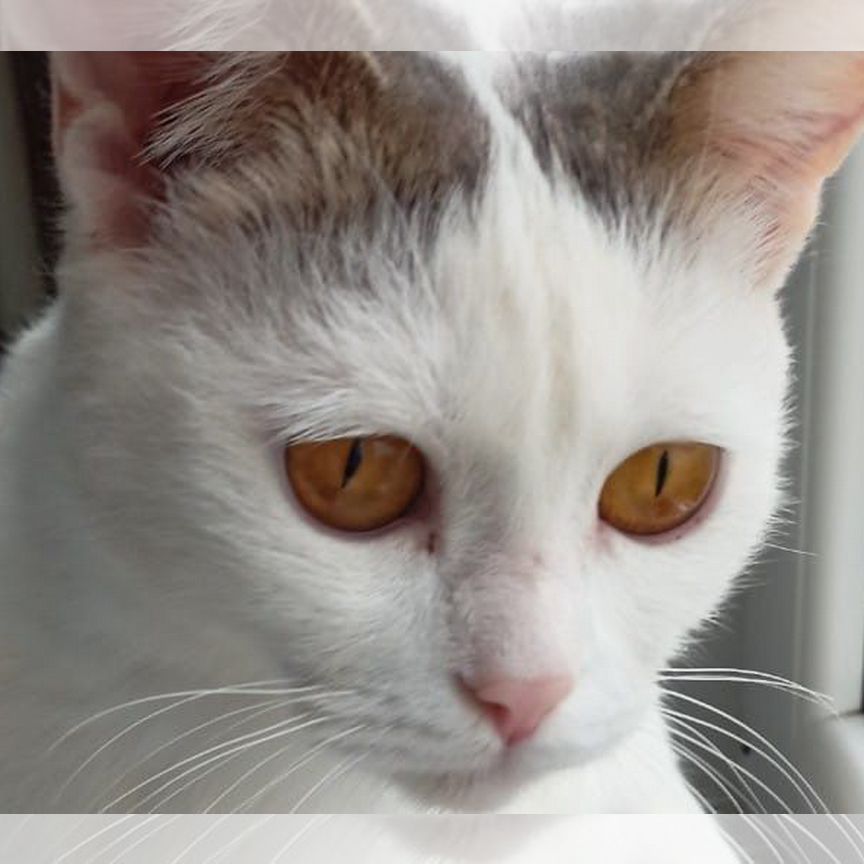 Взрослая кошка в добрые руки