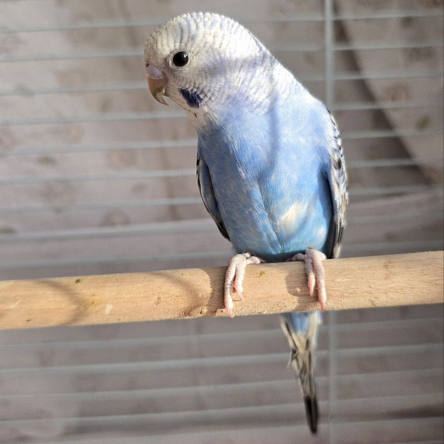 Волнистый попугай 3-5 месяцев