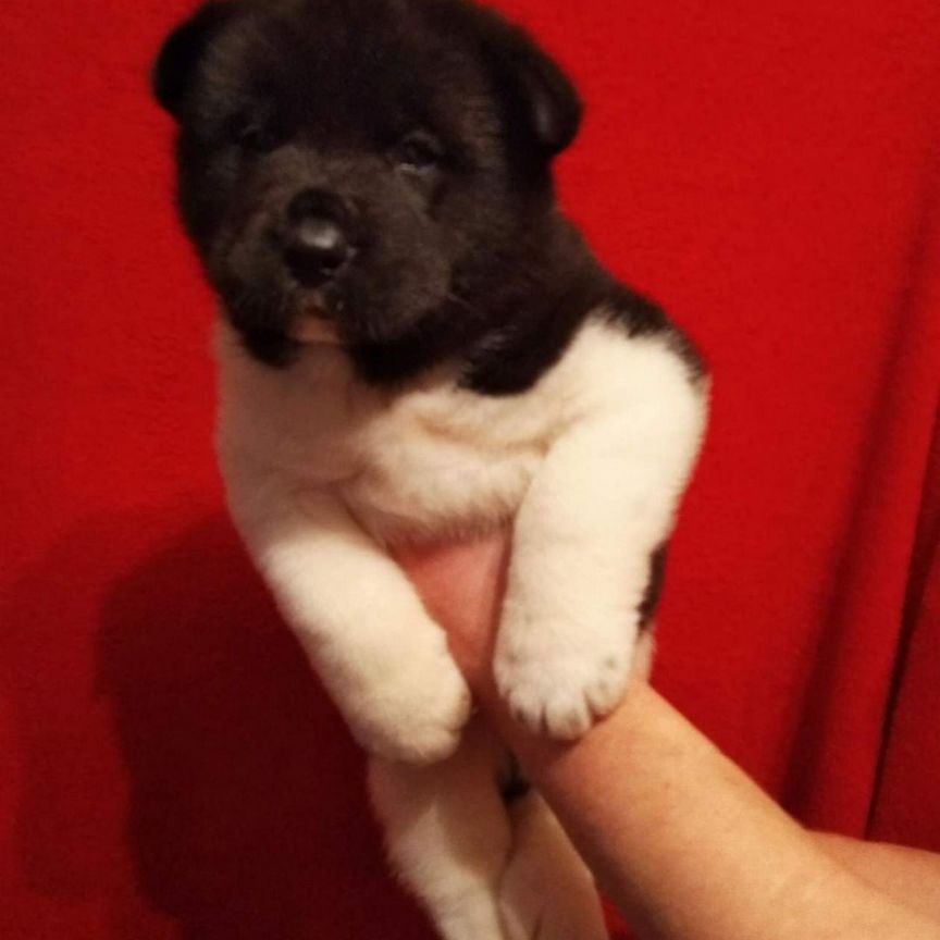 Американская Акита Щенки