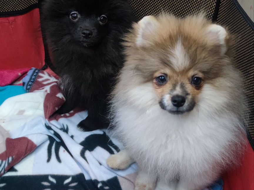 Щенки шпица мальчики