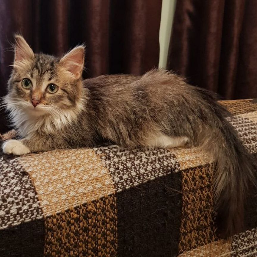 Сибирский котёнок