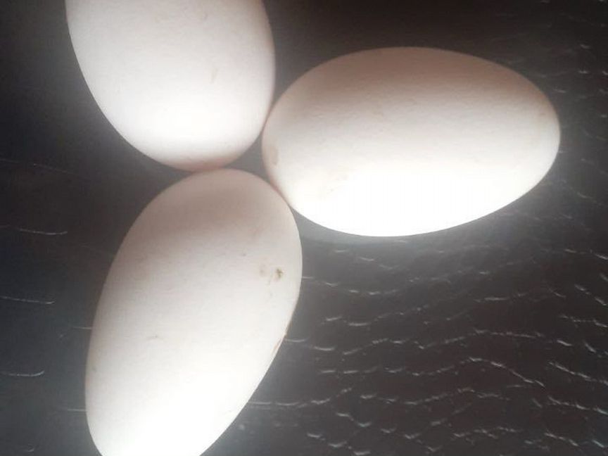 Гусиные яйца Линда для инкубации