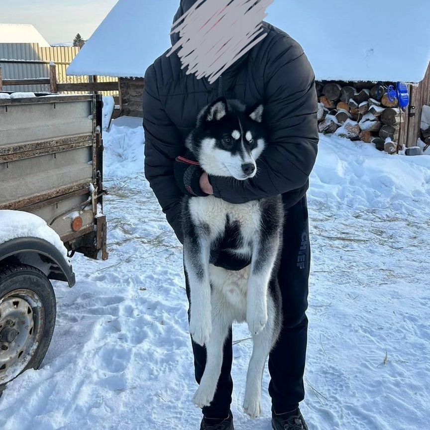 Хаски