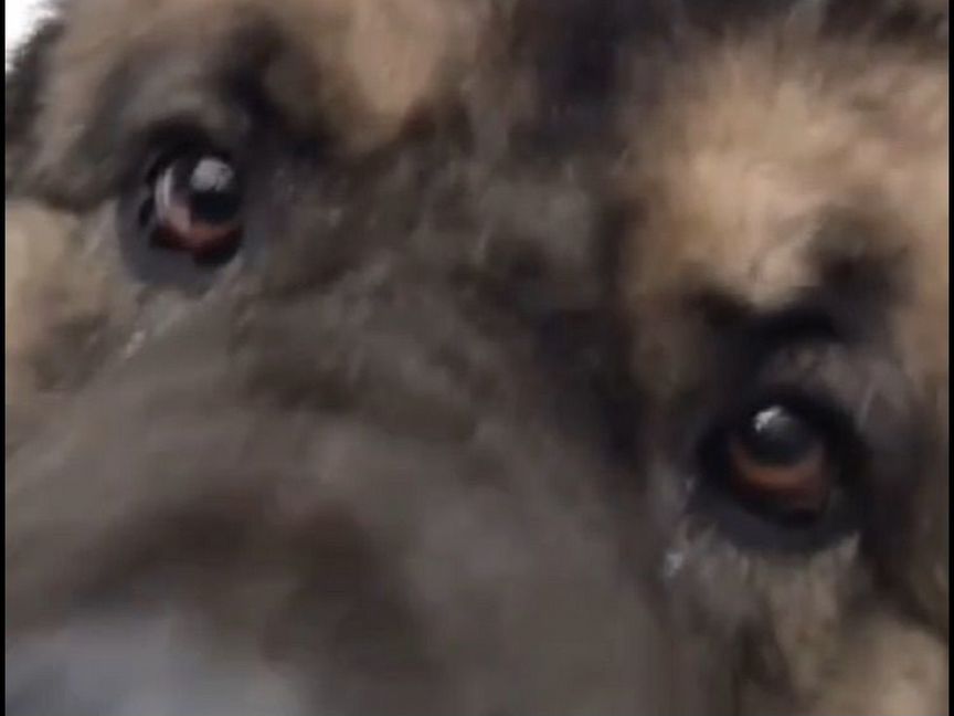 Кавказская овчарка-Вовка