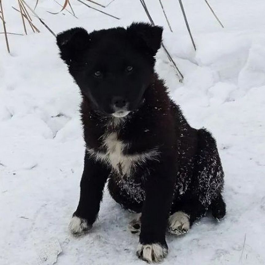 Щенок в добрые руки