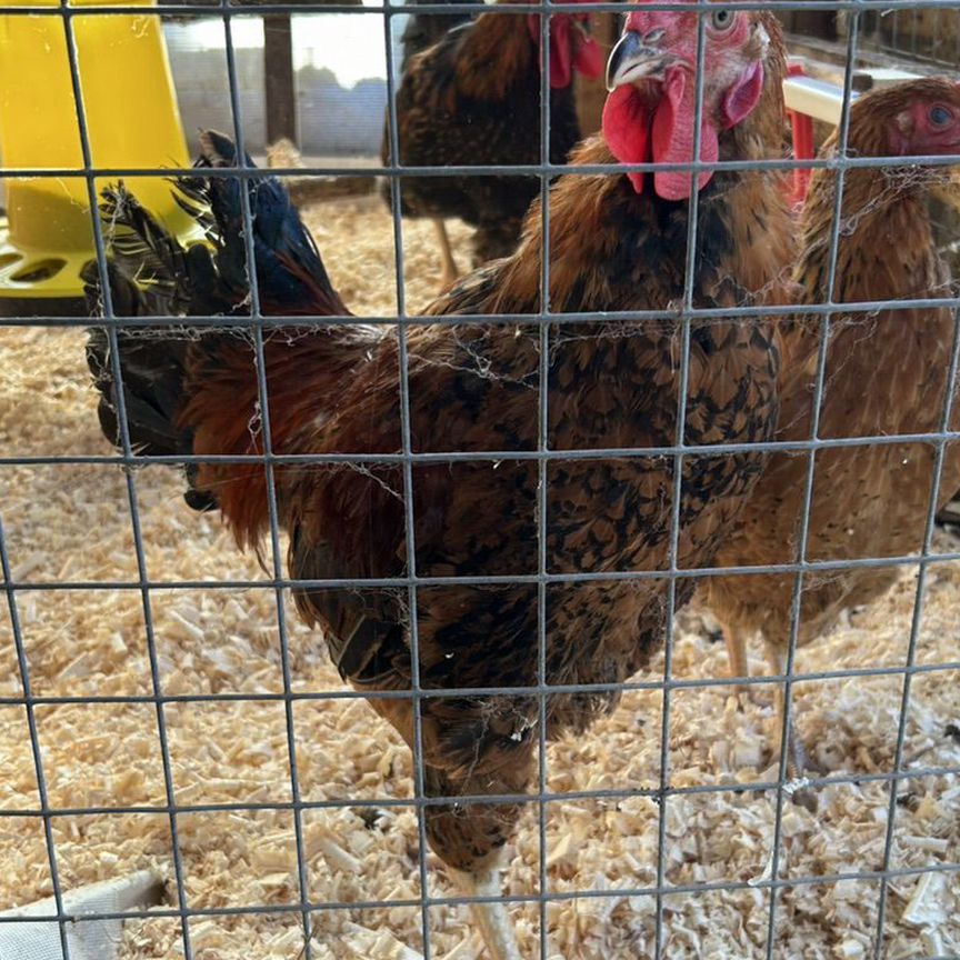 Тетушки Кучинские