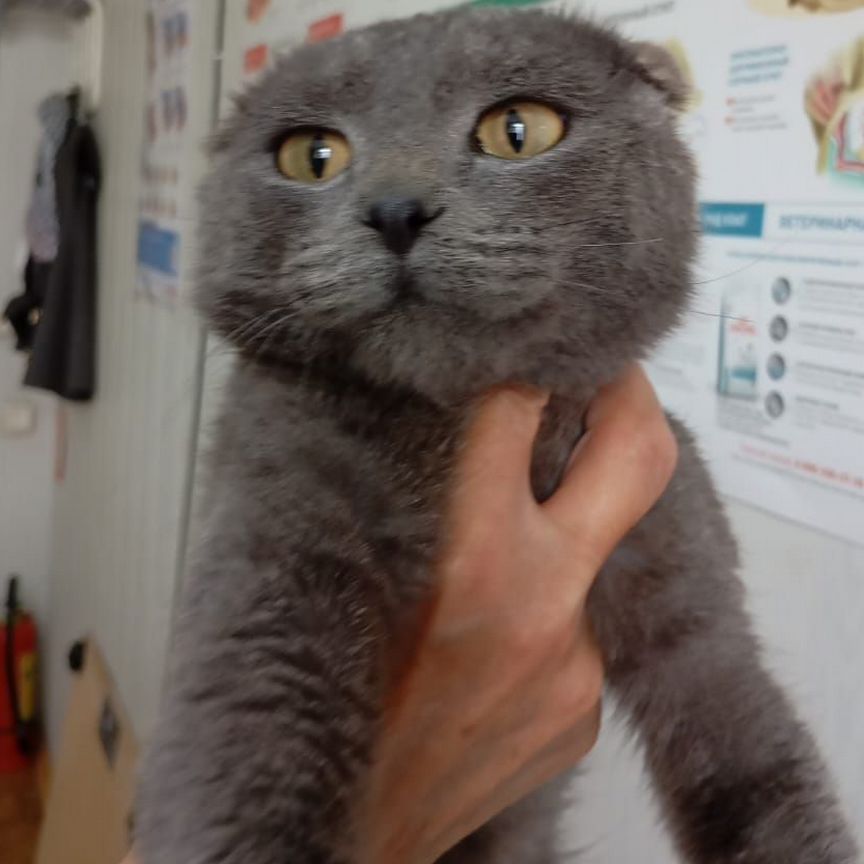 Кошки