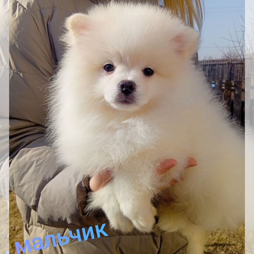 Немецкий шпиц, щенок