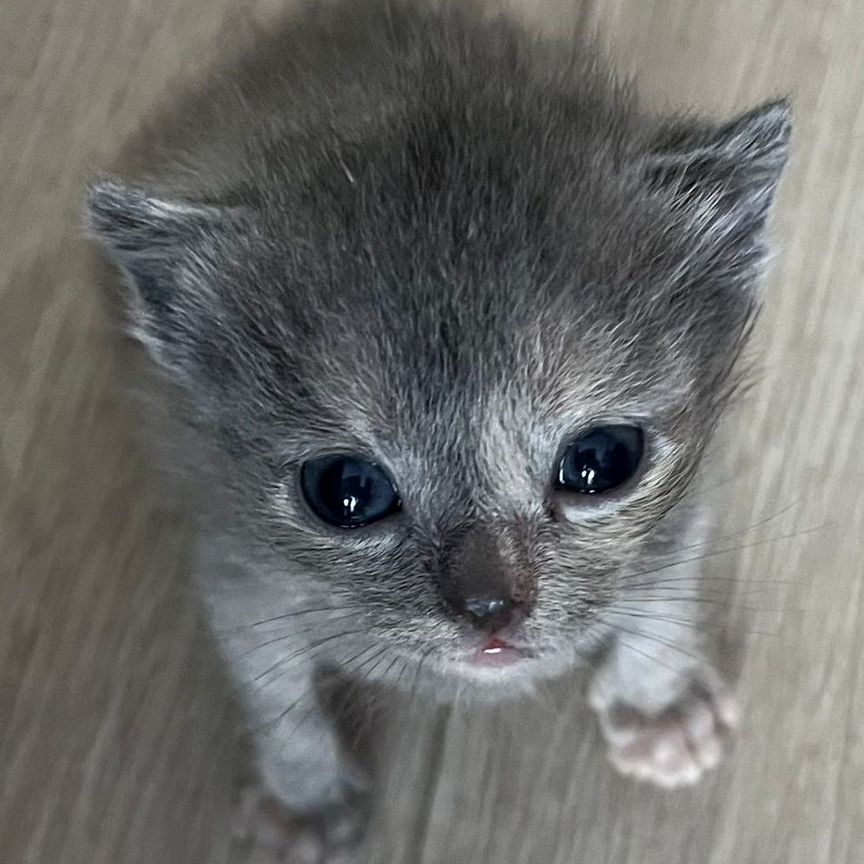 Отдадим кошечку
