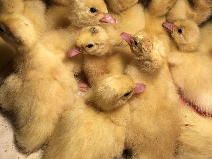 Индоутята (мускусные), цыплята