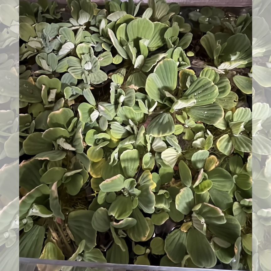 Пистия крупная и маленькая